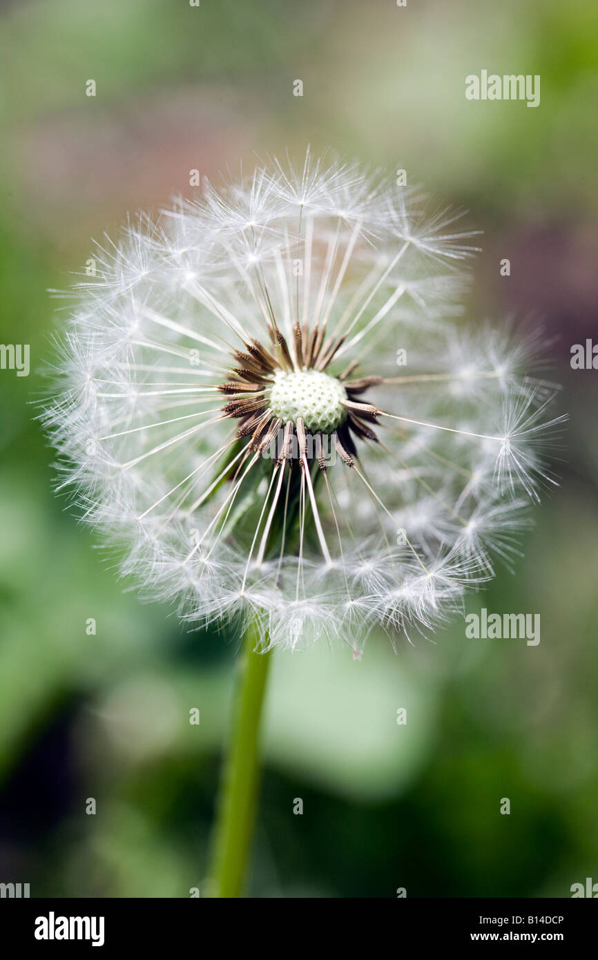 Dandelion Seed Pods Stock Photos & Dandelion Seed Pods Stock Images - Alamy