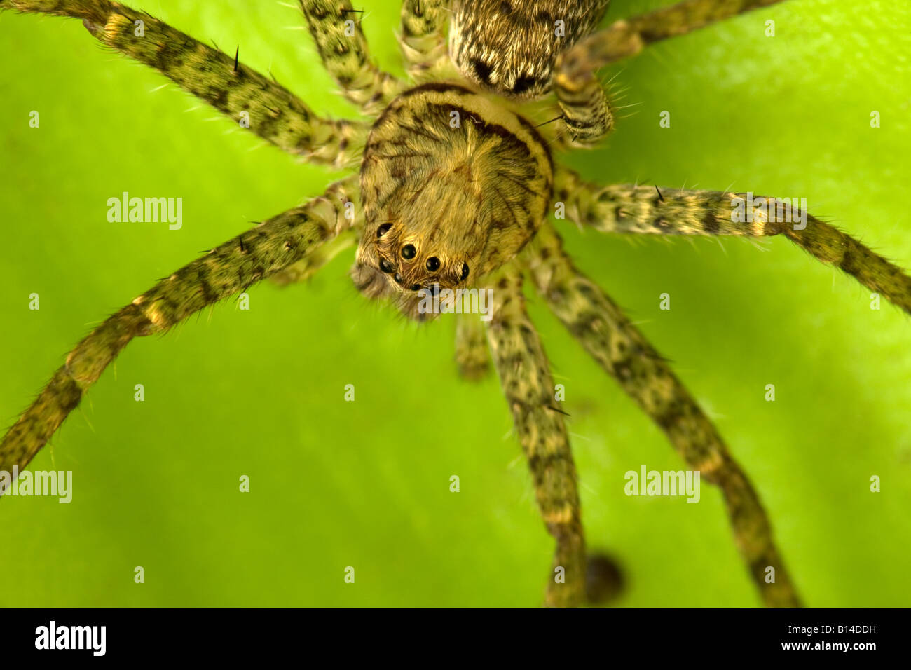 Huntsman Spider Heteropoda Cervina High Resolution Stock Photography ...