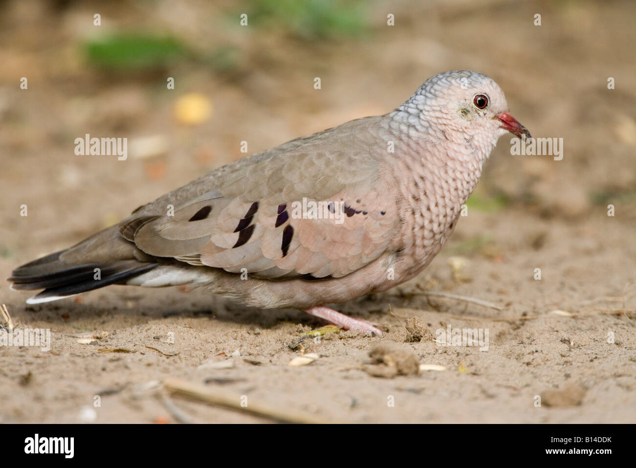 Common ground dove male hi-res stock photography and images - Alamy