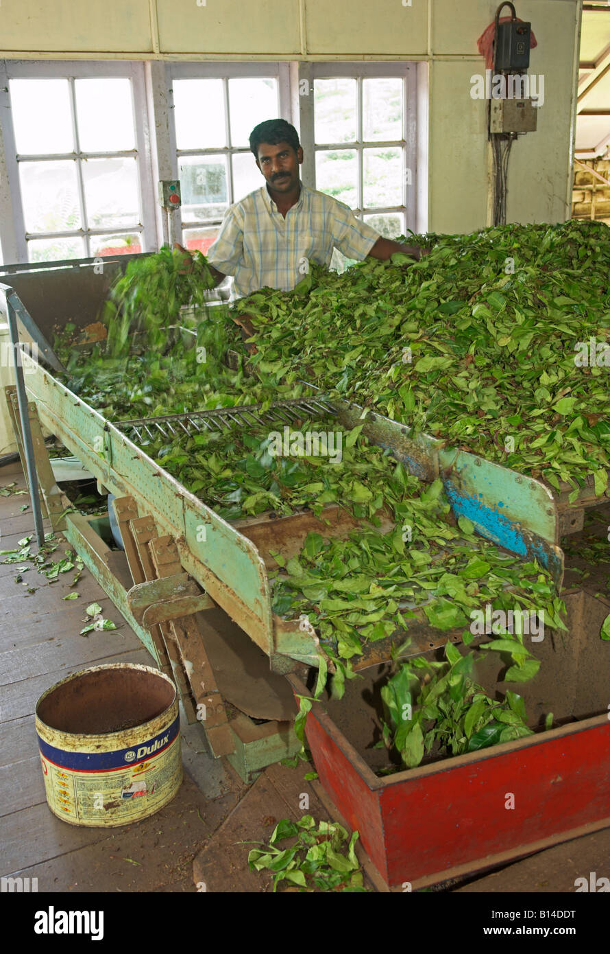 Tea sorting machine hi-res stock photography and images - Alamy