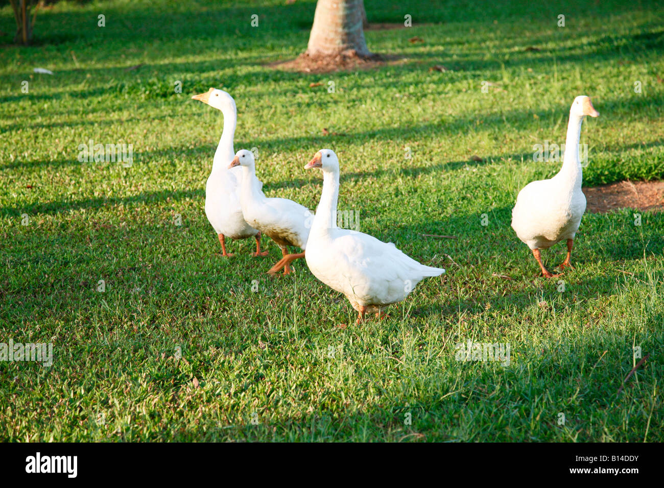 A group of geese enjoying the morning light Stock Photo - Alamy