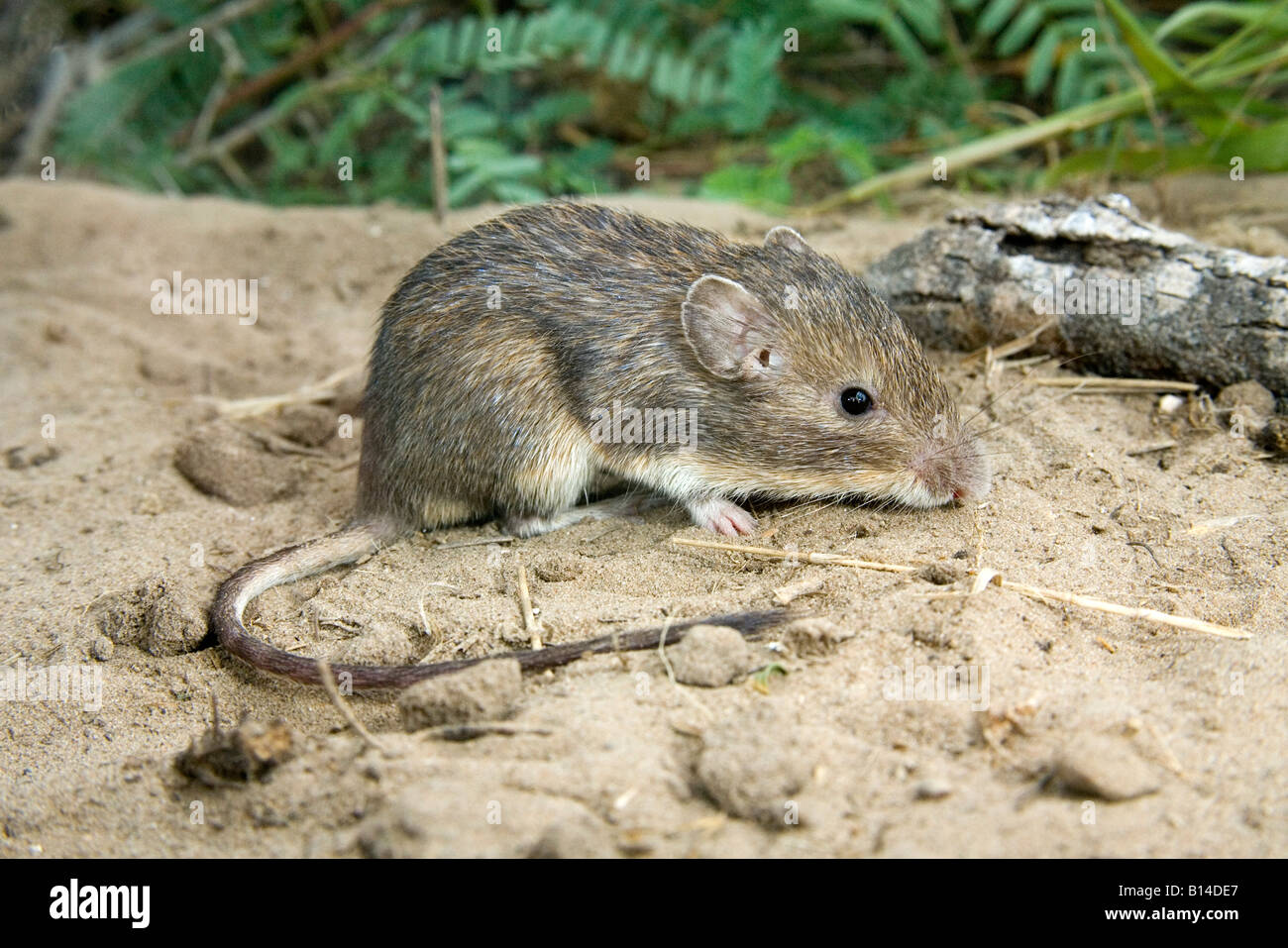 Mexican Spiny Pocket Mouse Liomys irroratus Stock Photo - Alamy