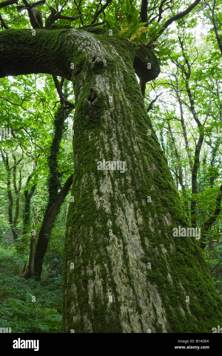 West Prawle wood, deciduous woodland in Devon, tree trunk Stock Photo ...