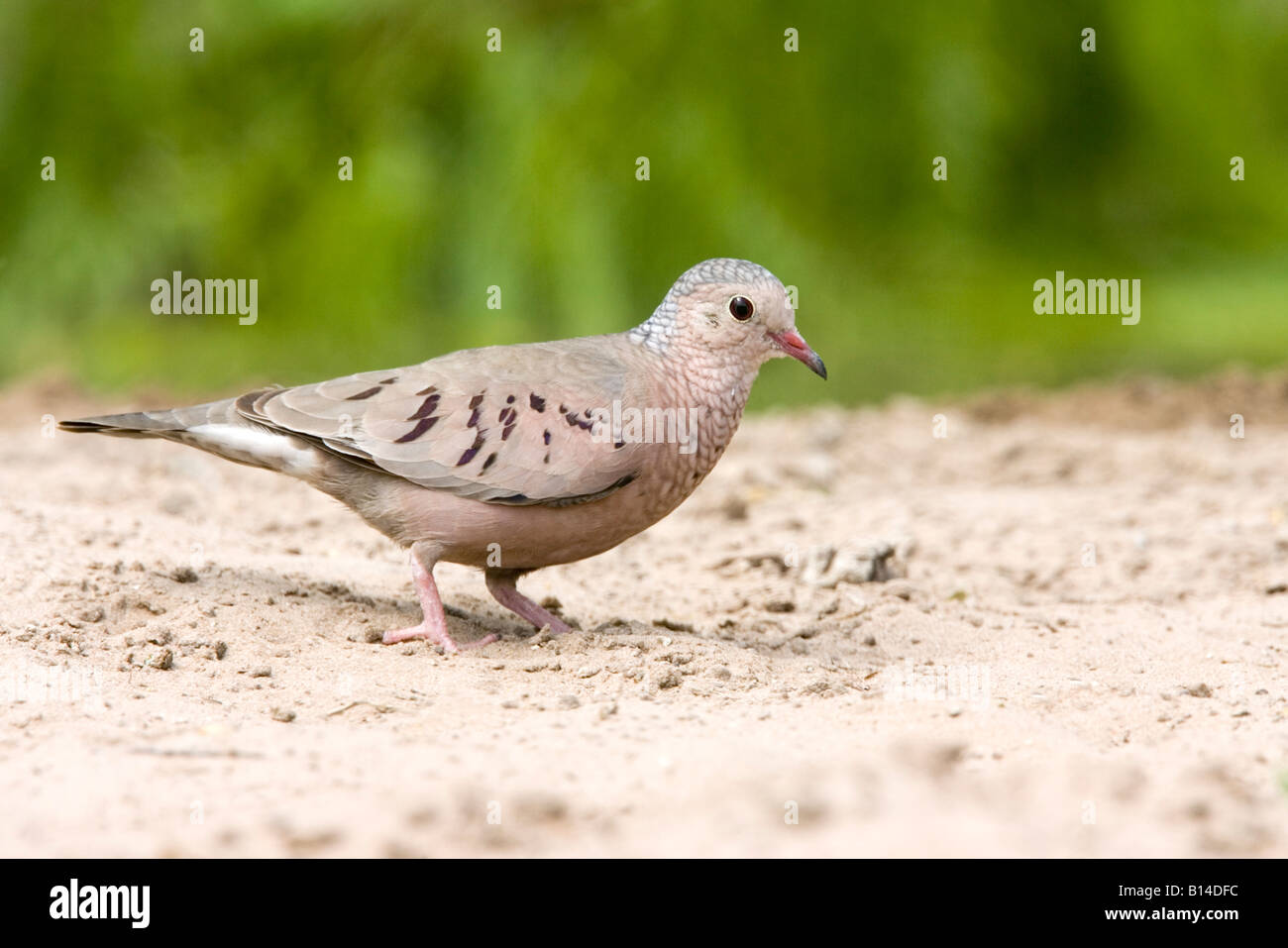 Common ground dove male hi-res stock photography and images - Alamy