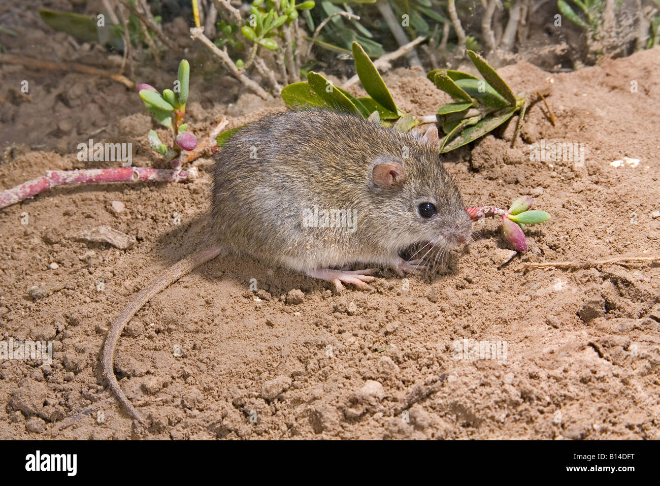 Marsh Rice Rat Oryzomys palustris Brownsville Cameron County Texas ...