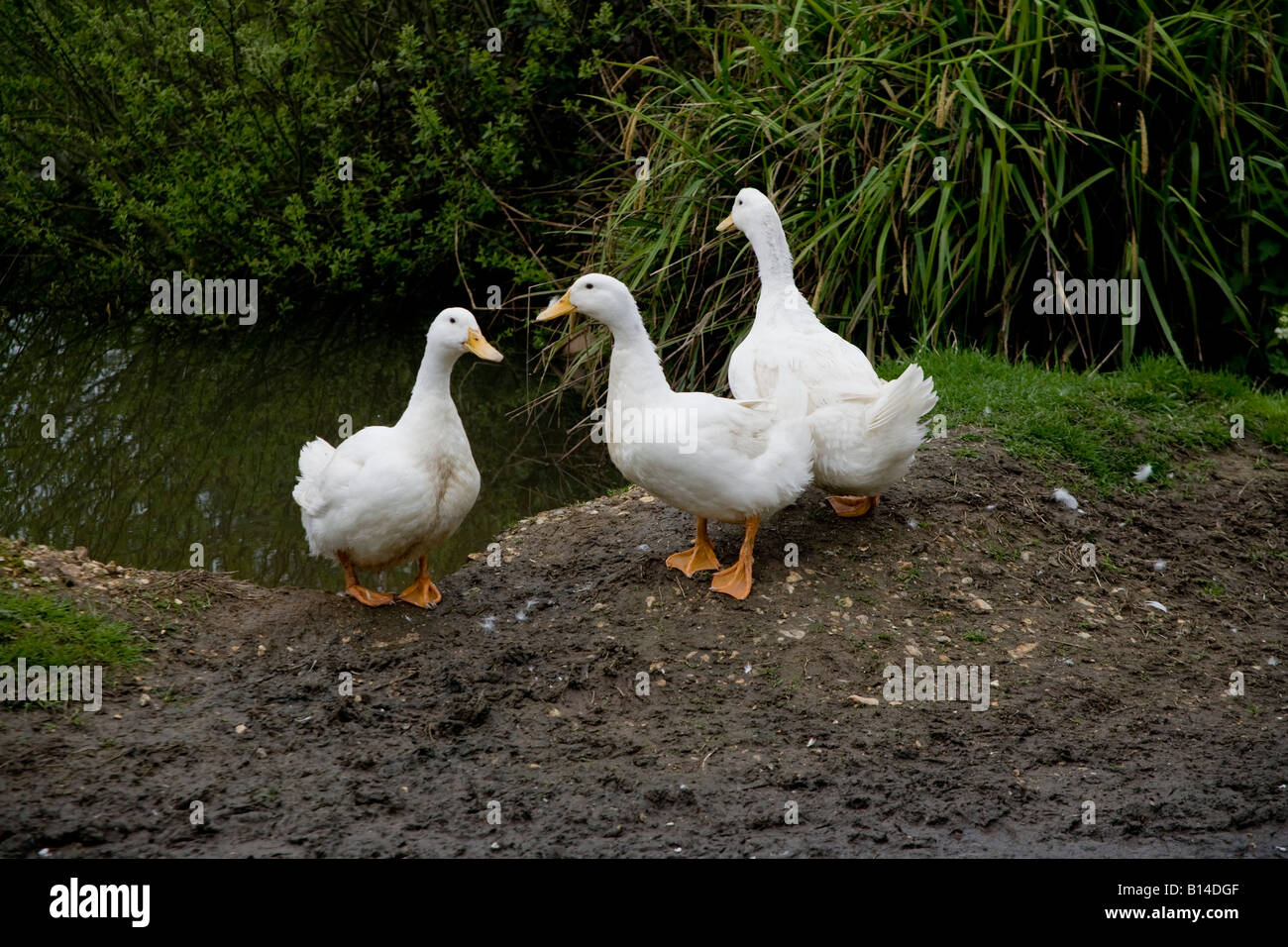 ducks farm feeding pond Stock Photo - Alamy