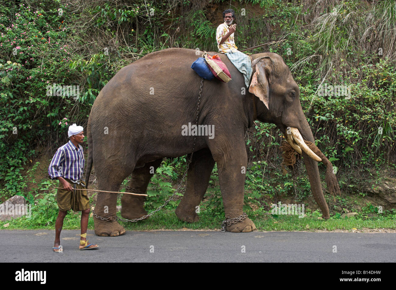 Elephant handlers hi-res stock photography and images - Alamy