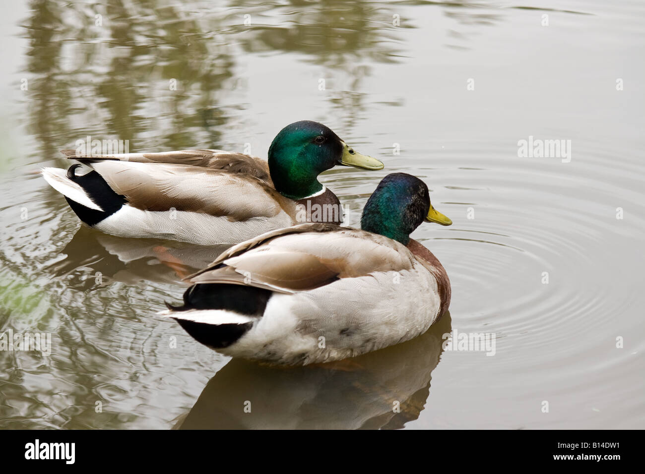 Two Mallards ducks on water Stock Photo - Alamy