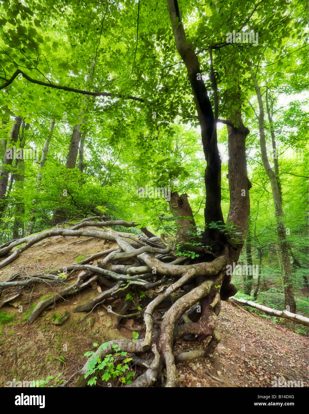 The swirling roots of a tree in woodland above Hexham in the Tyne ...