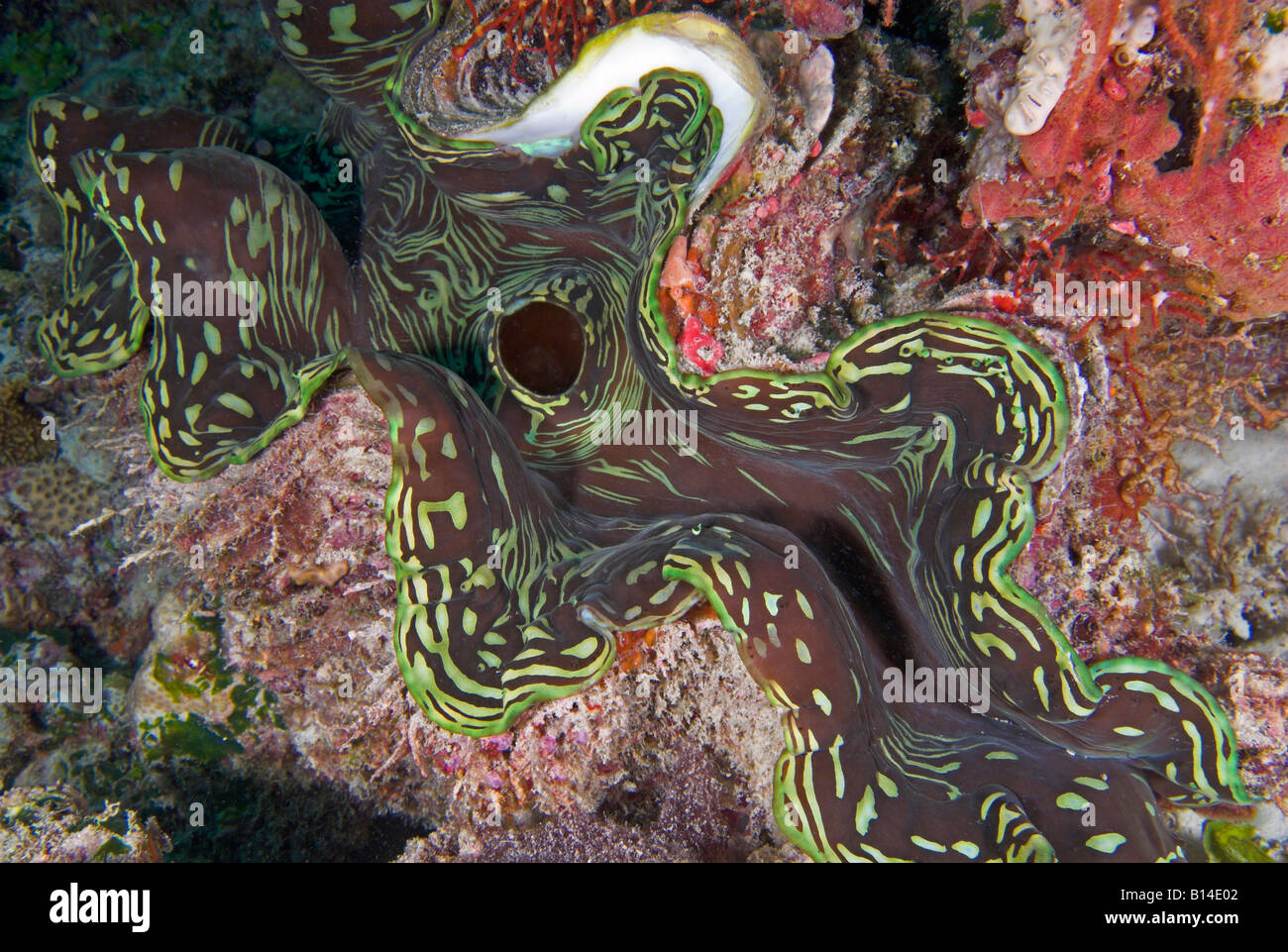 Mantel and siphon of "giant clam" Tridacna maxima Arabian Sea India ...