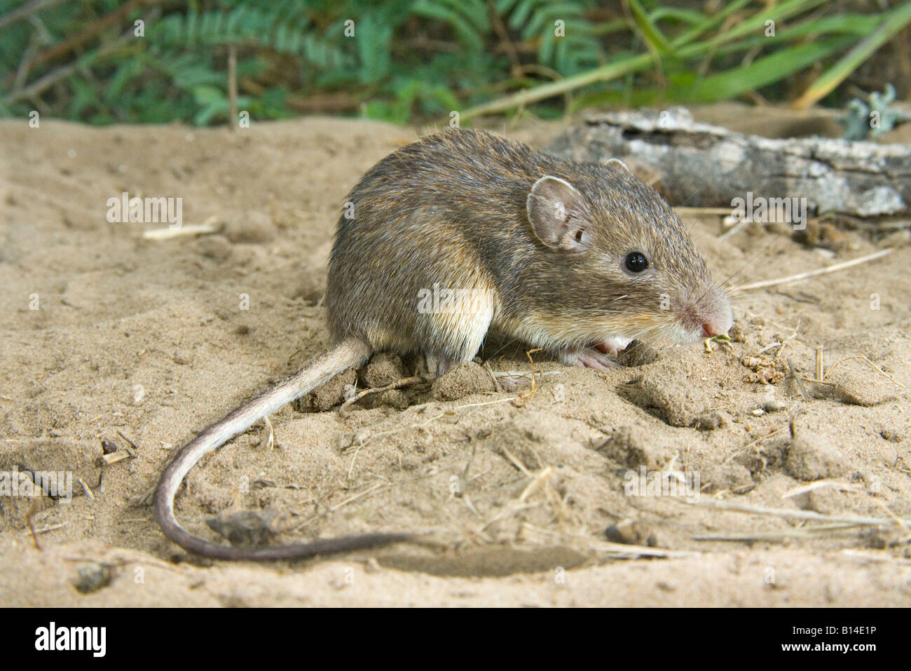 Mexican Spiny Pocket Mouse Liomys irroratus Stock Photo - Alamy