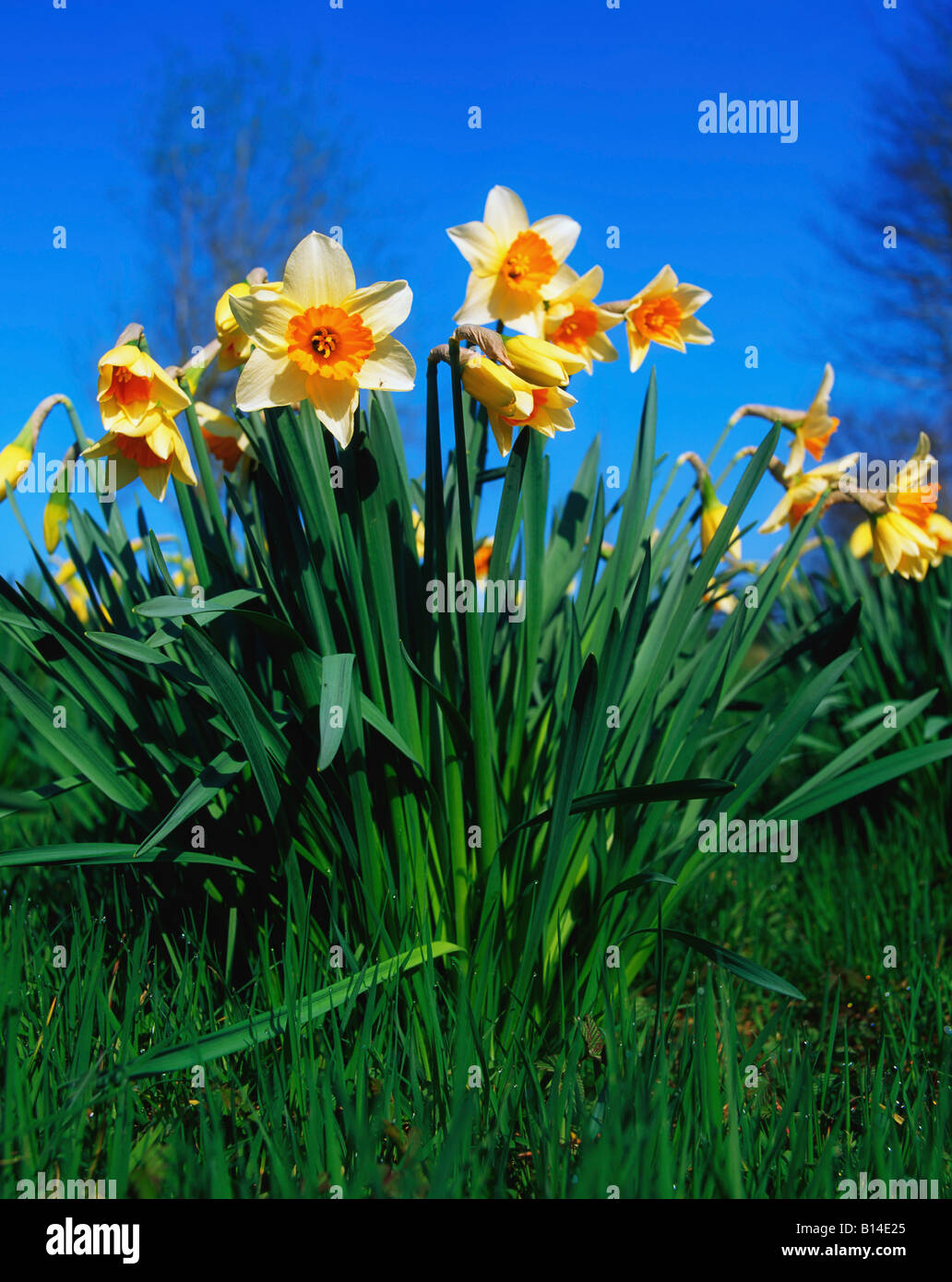 Daffodils up close hi-res stock photography and images - Alamy