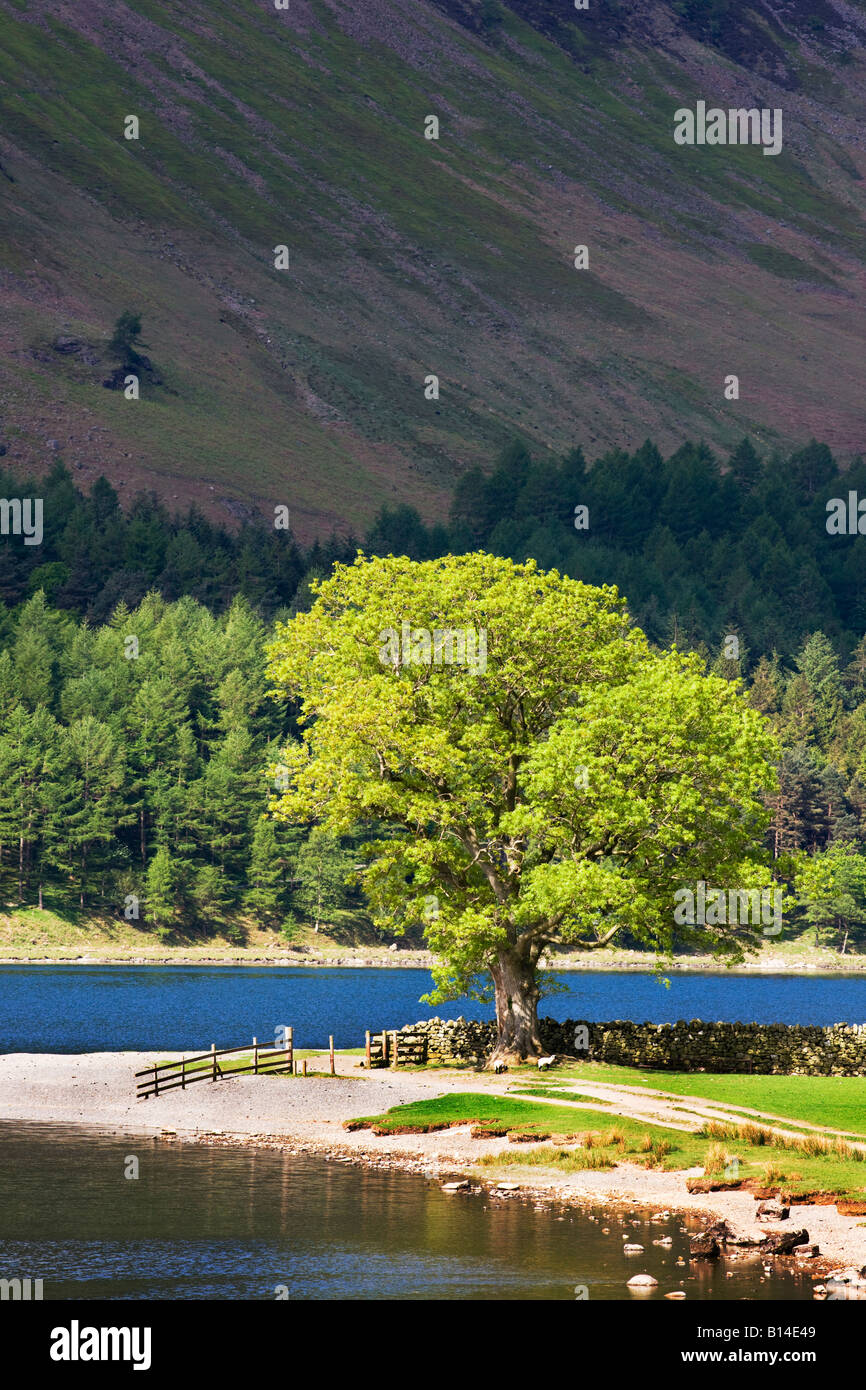 Lake Buttermere Single Oak Tree In Sunlight On The Lake's Shoreline In ...