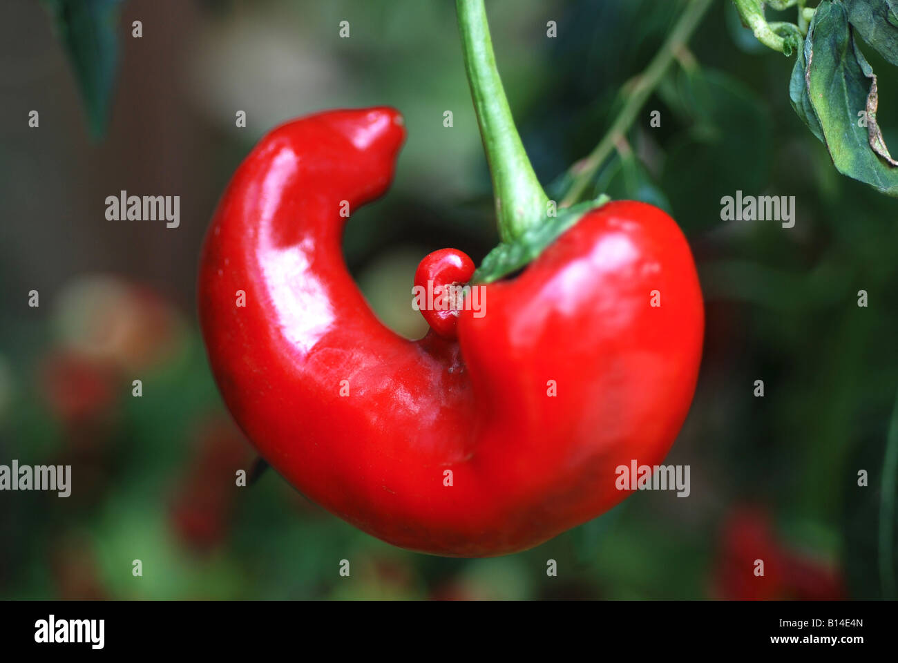 Red chilli pepper Stock Photo - Alamy