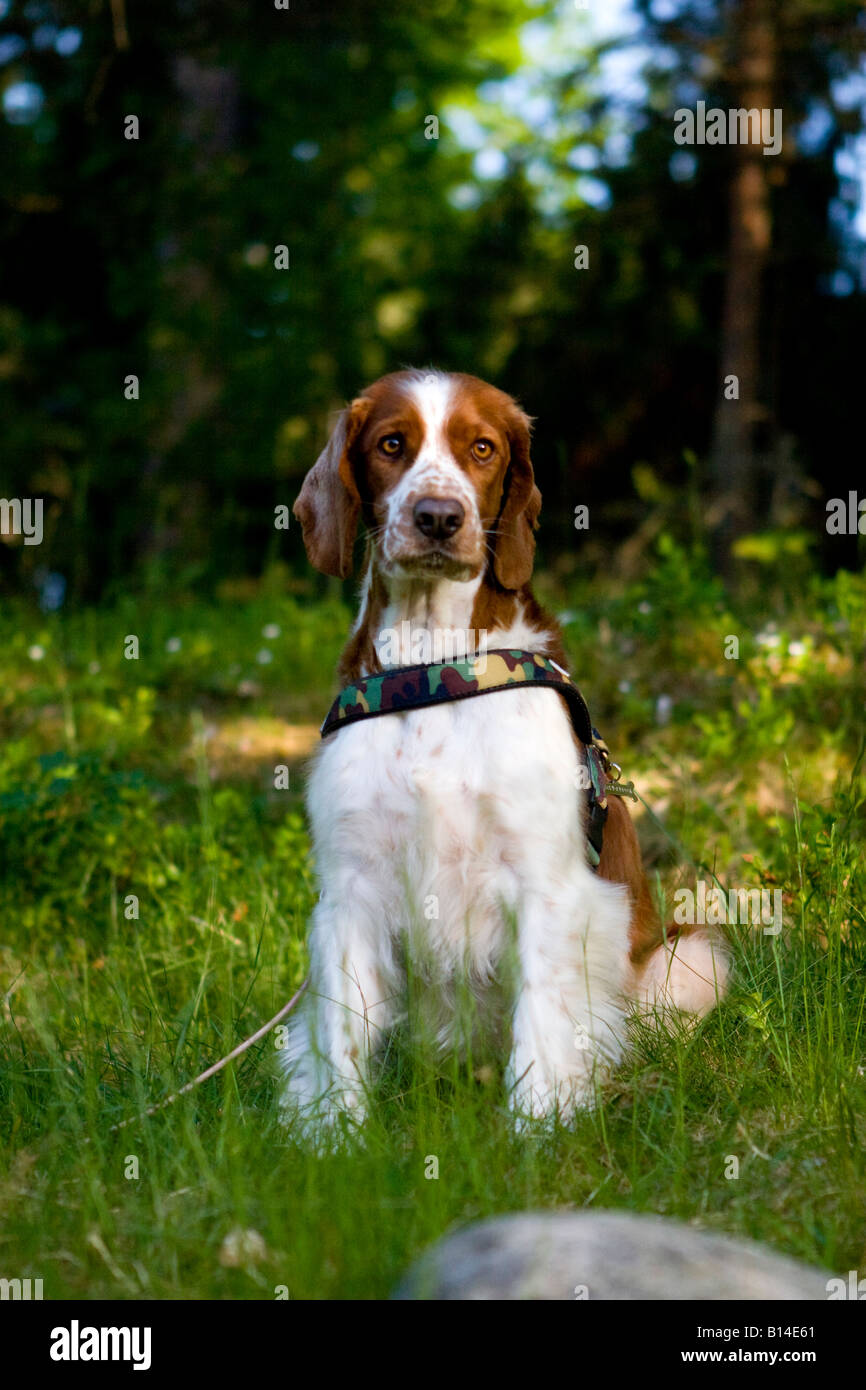 Cocker and springer spaniel hi-res stock photography and images - Alamy
