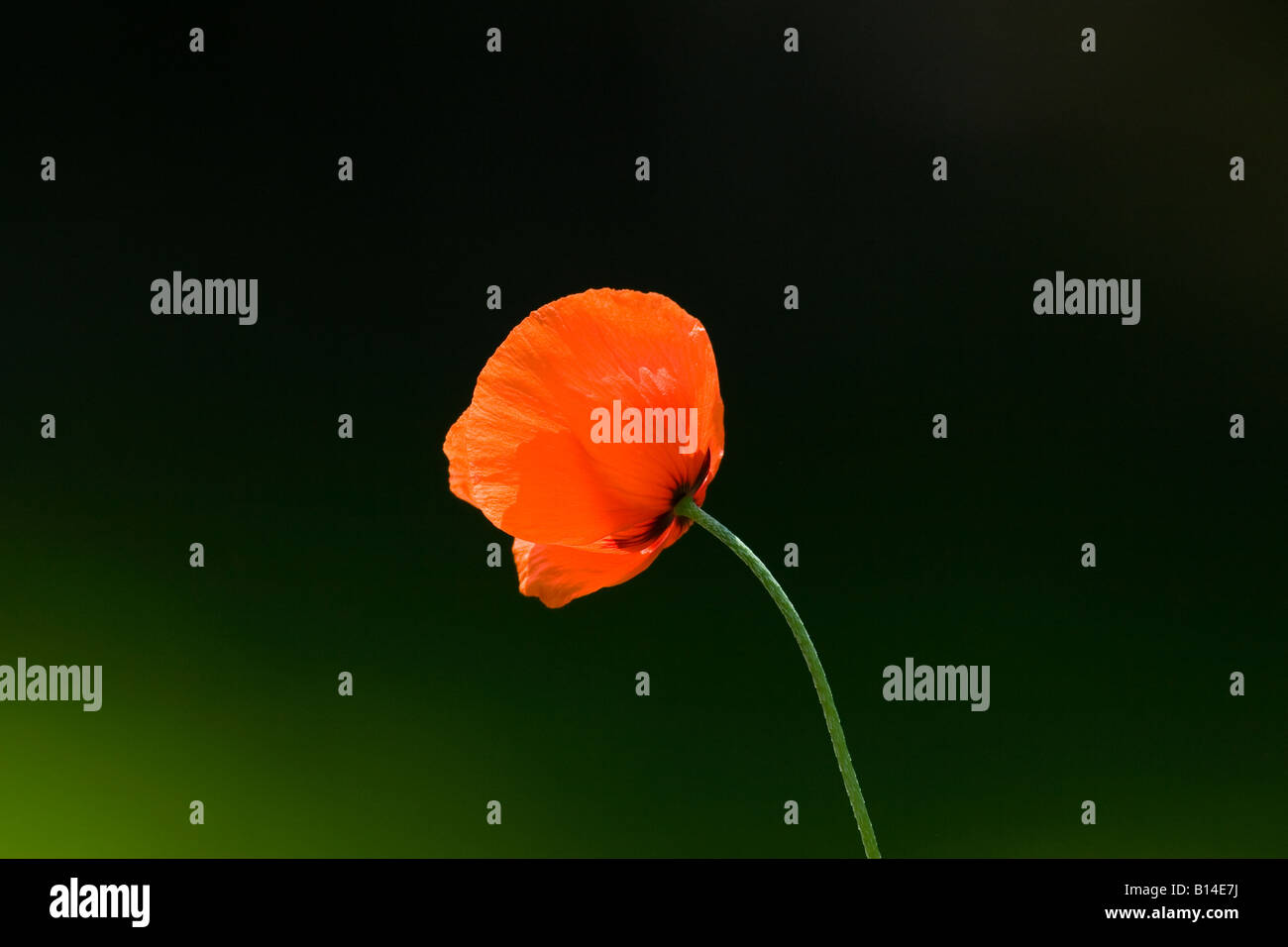 Poppy fower hi-res stock photography and images - Alamy