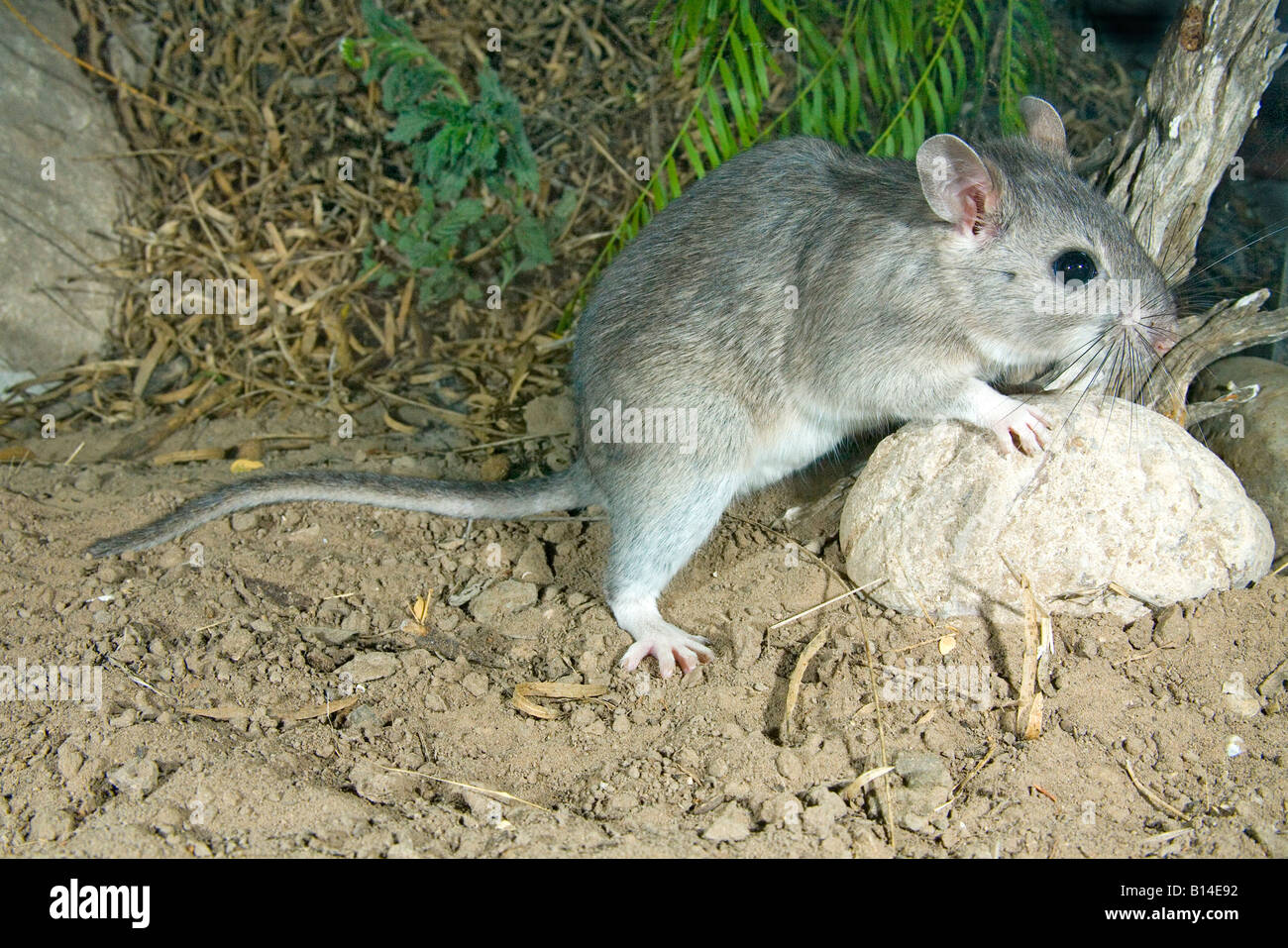 The rat pack hi-res stock photography and images - Alamy