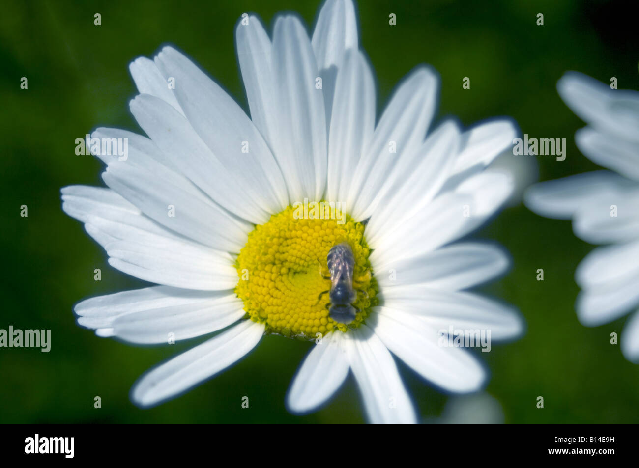 White daisy with bee spring 2008 Madison Wisconsin Stock Photo - Alamy