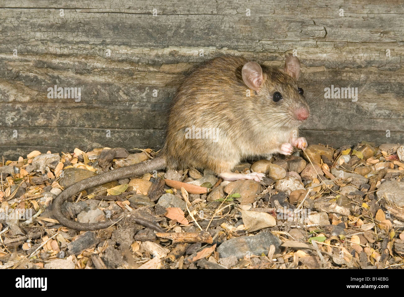 Black Rat Rattus rattus Harlingen Texas United States 5 April Adult ...