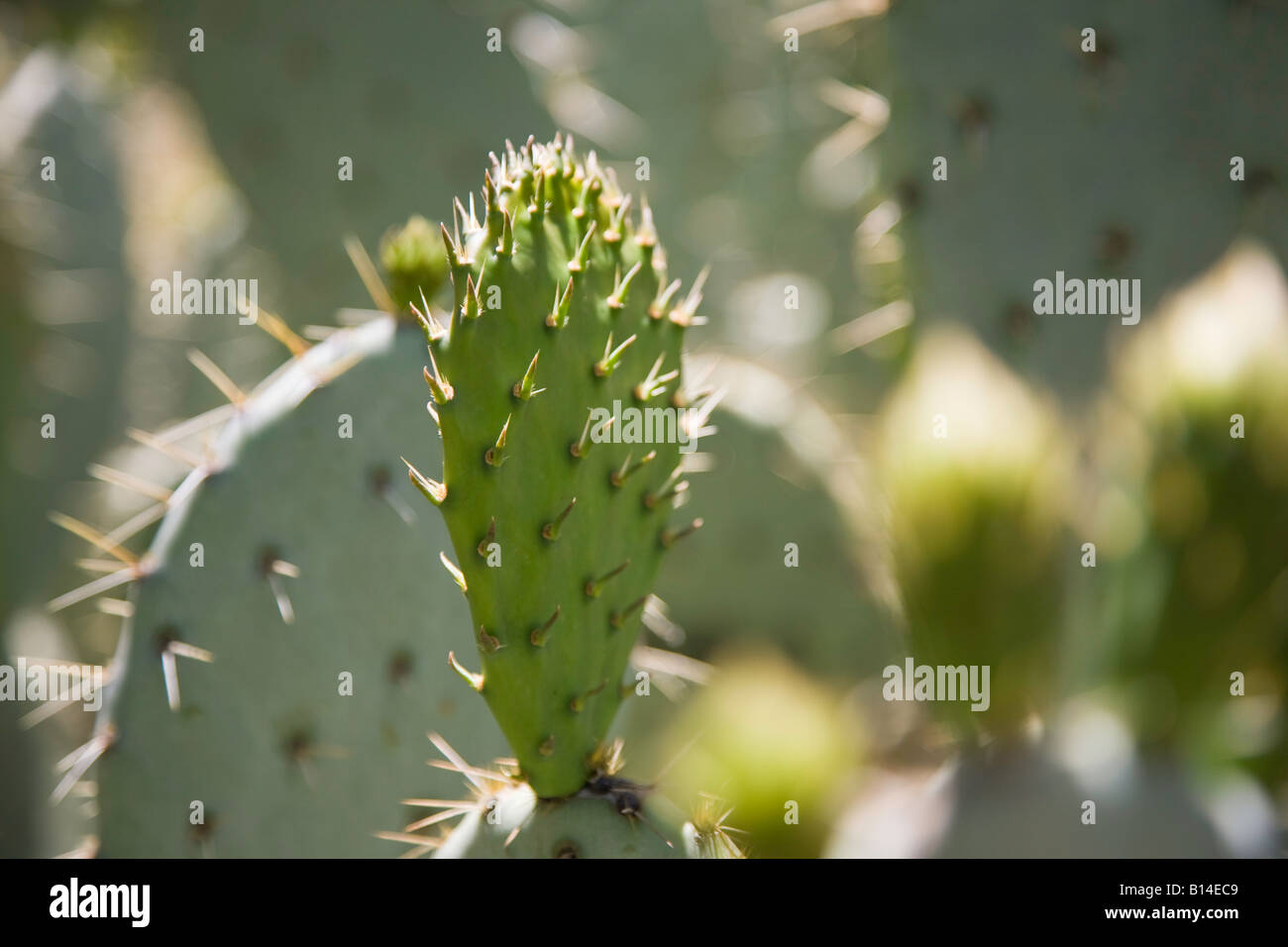 Prickly pear desert hi-res stock photography and images - Alamy
