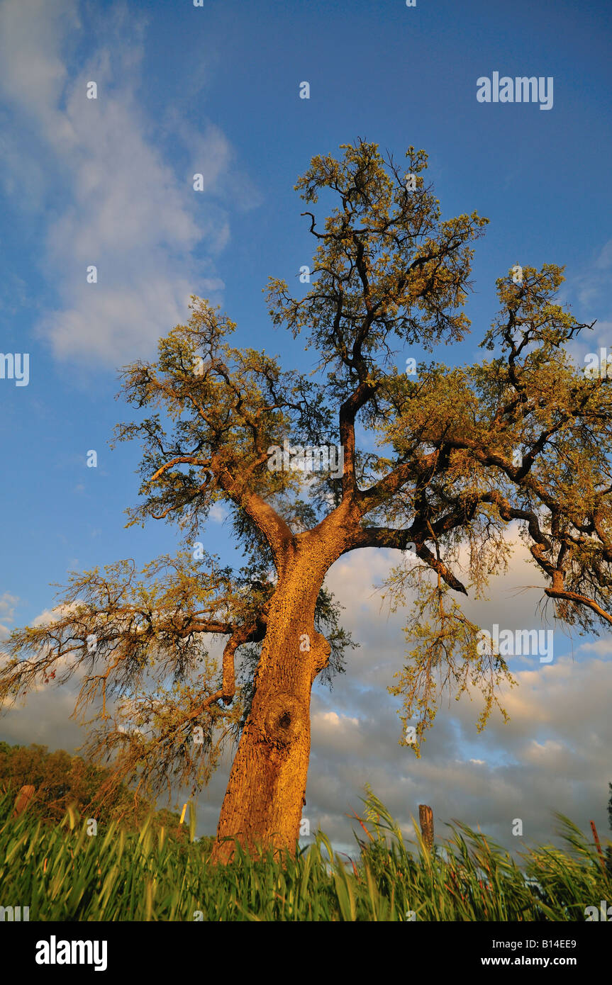 field in springtime with oak tree in foreground Stock Photo - Alamy