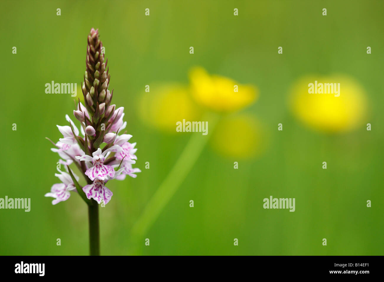 Orchid wild flower field uk flora hi-res stock photography and images ...