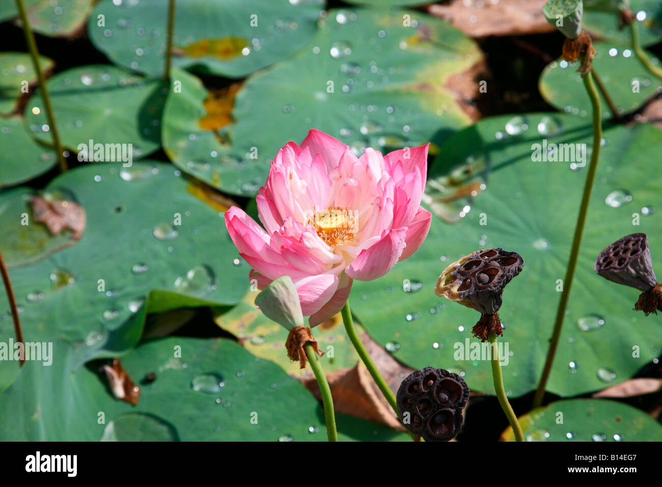 Photos of white lotus hi-res stock photography and images - Alamy