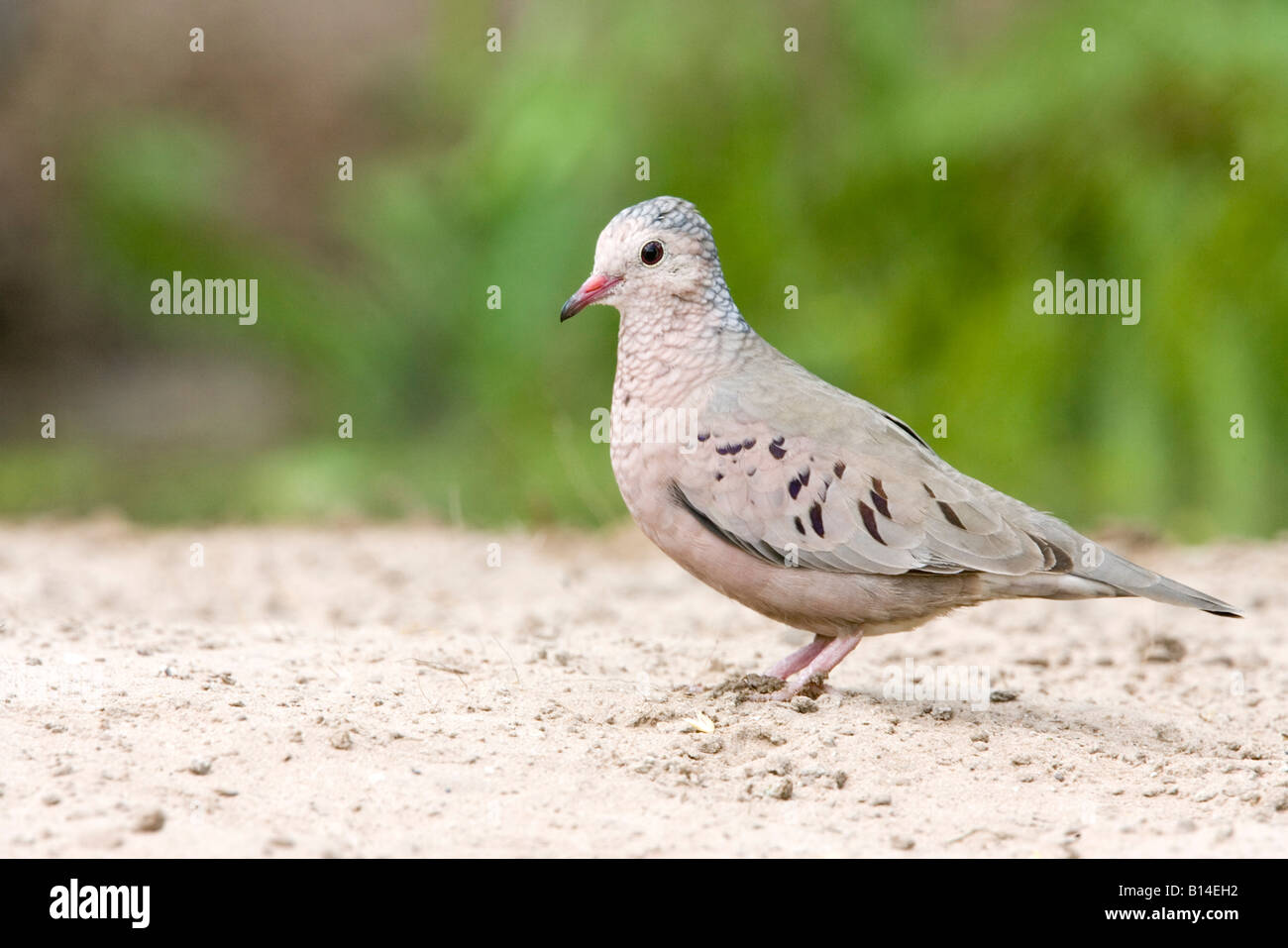 Common ground dove male hi-res stock photography and images - Alamy