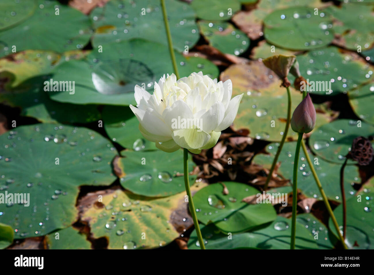 Hydrophytic Plants High Resolution Stock Photography and Images - Alamy