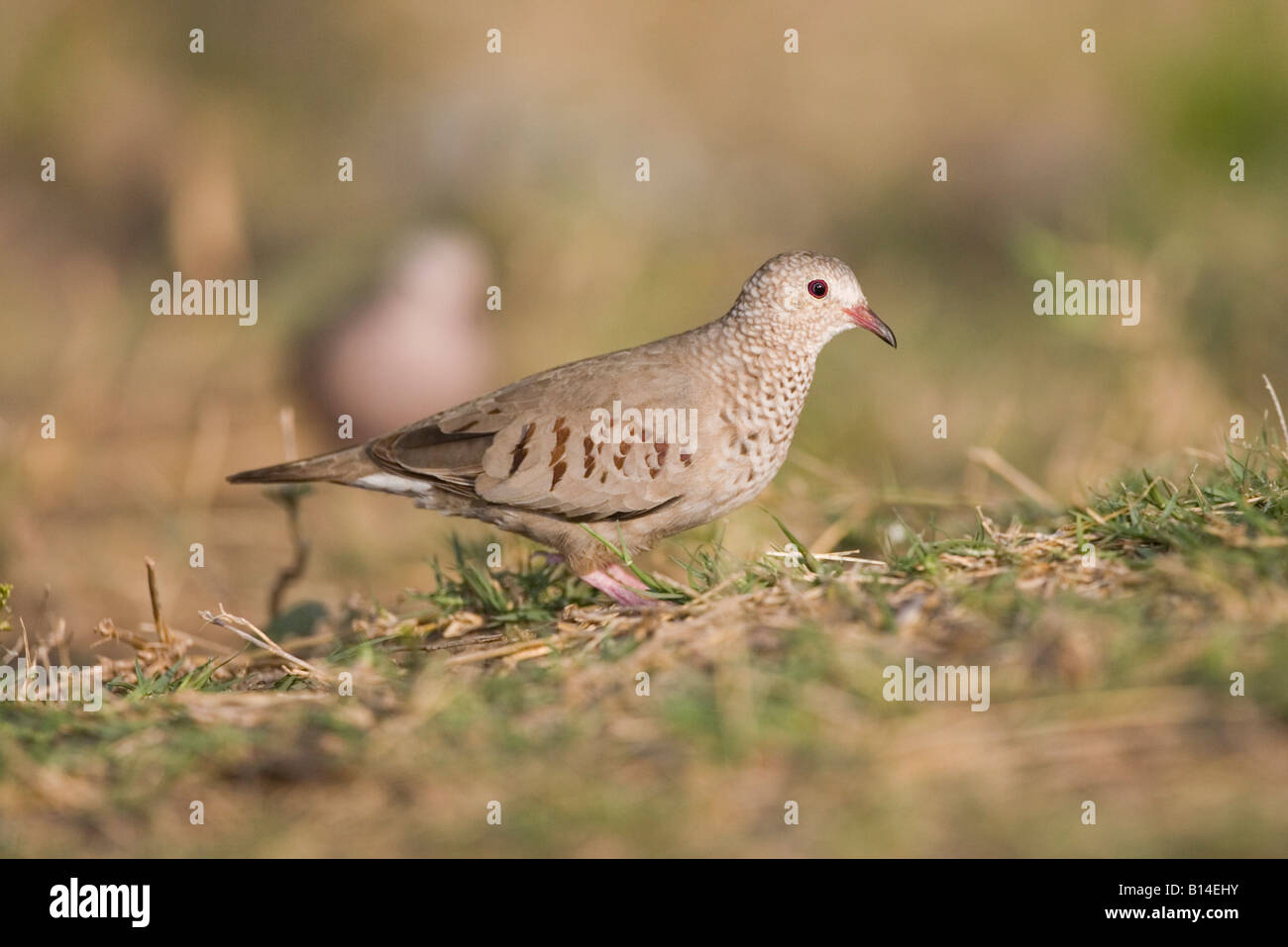 Common Ground Dove Columbina passerina Raymondville Texas United States ...
