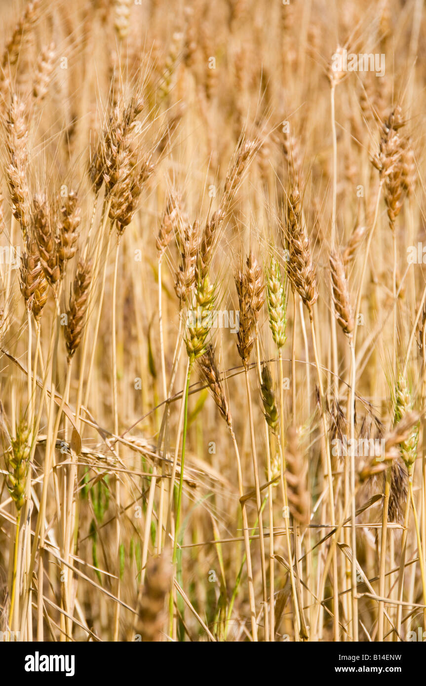 Awn of wheat hi-res stock photography and images - Alamy