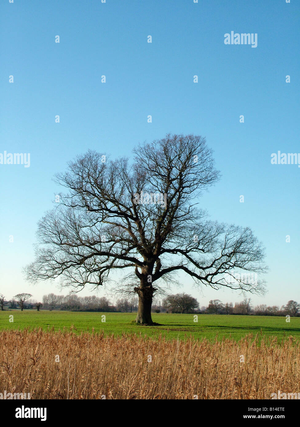 Single tree in paddock hi-res stock photography and images - Alamy