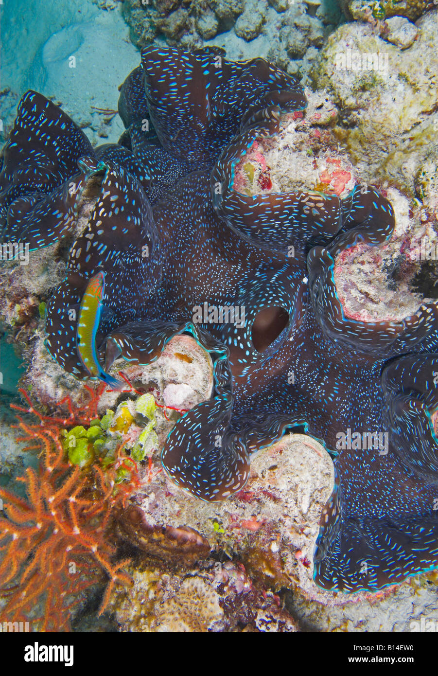 Mantel and siphon of "giant clam" Tridacna maxima Lakshadweep Arabian ...