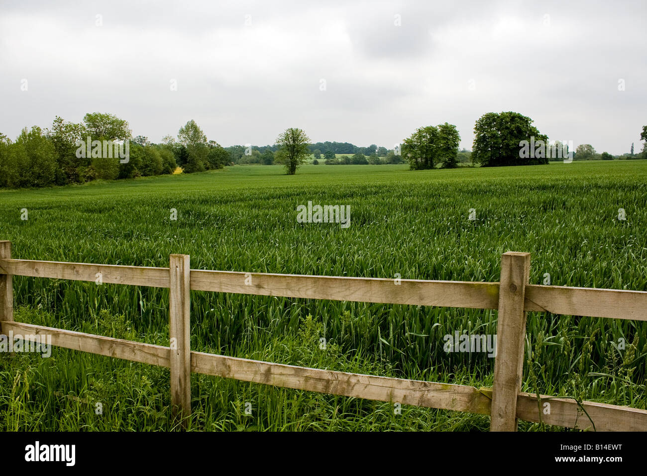 Corn field and fence on a cloudy English summer’s day Stock Photo - Alamy