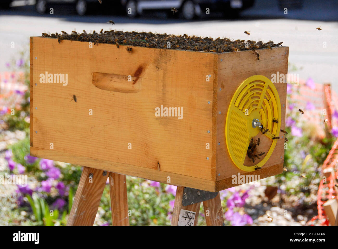 "swarm of ^honeybees being captured in portable ^beehive, "San ...