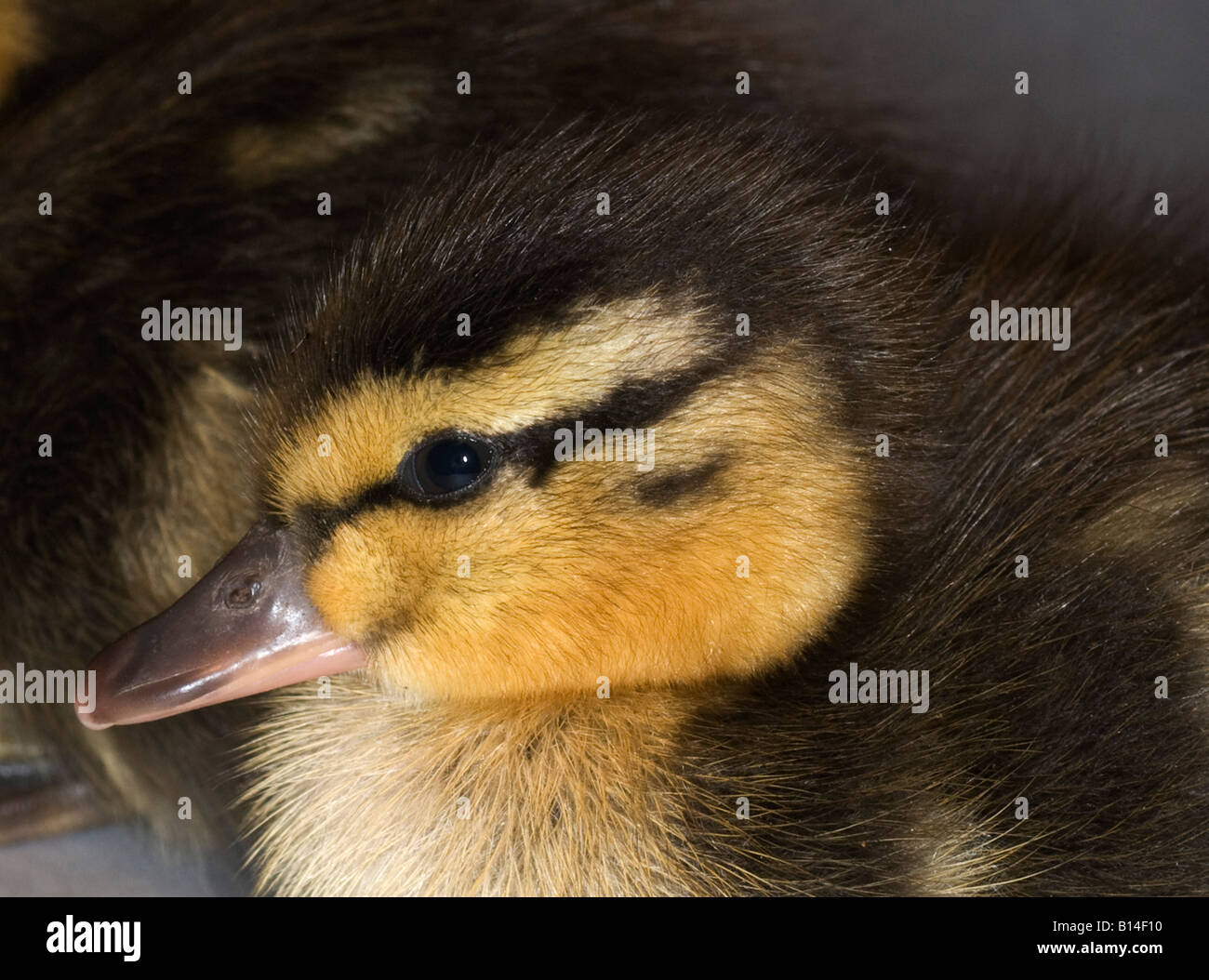 Baby mallard duckling Stock Photo - Alamy