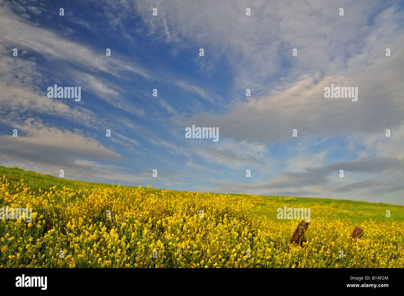 field in springtime Stock Photo - Alamy
