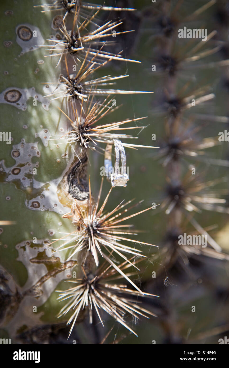 Diamond Ring on Cactus Spine Stock Photo - Alamy