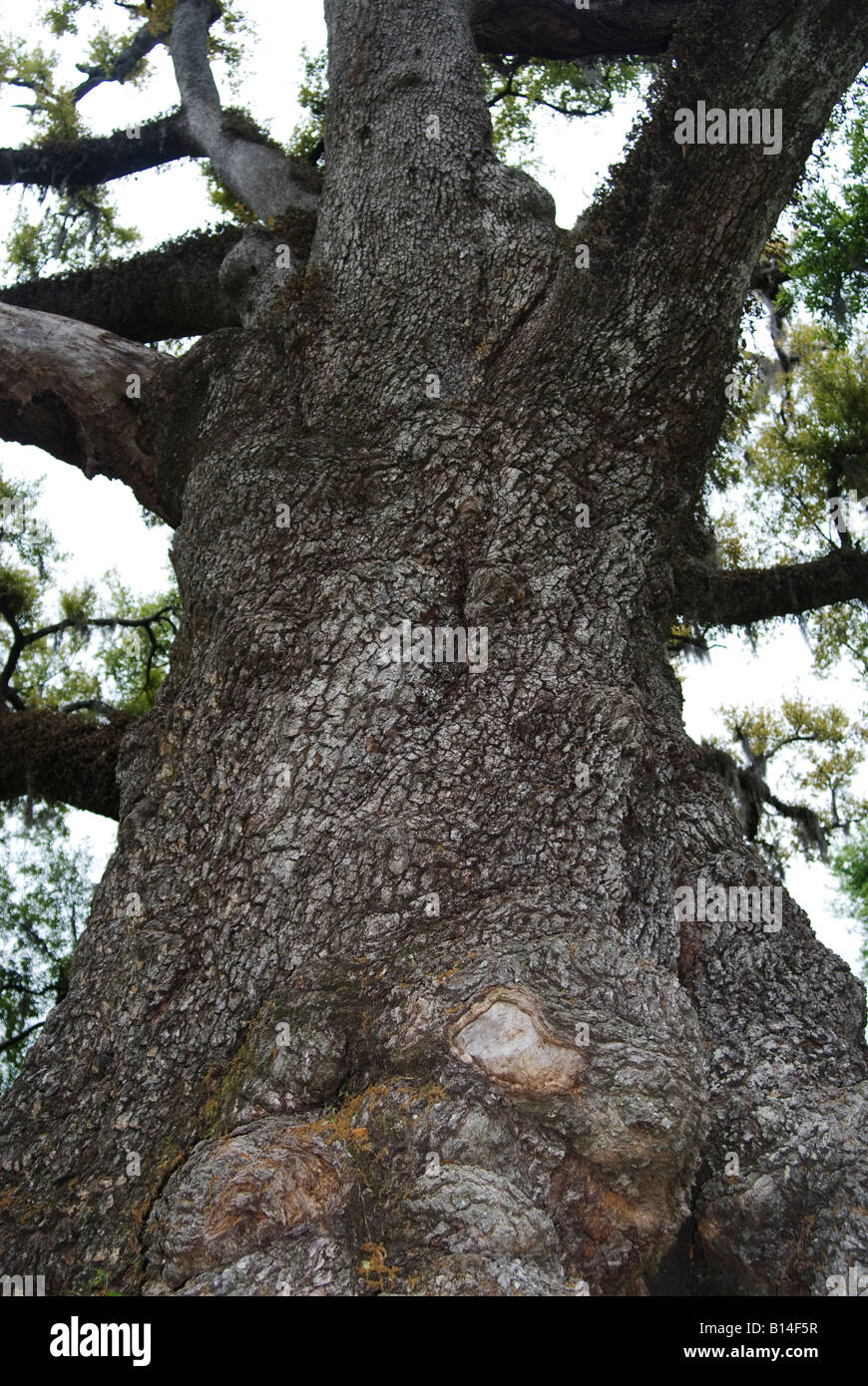 trunk of a live oak tree in Audubon Park New Orleans Louisiana Stock ...