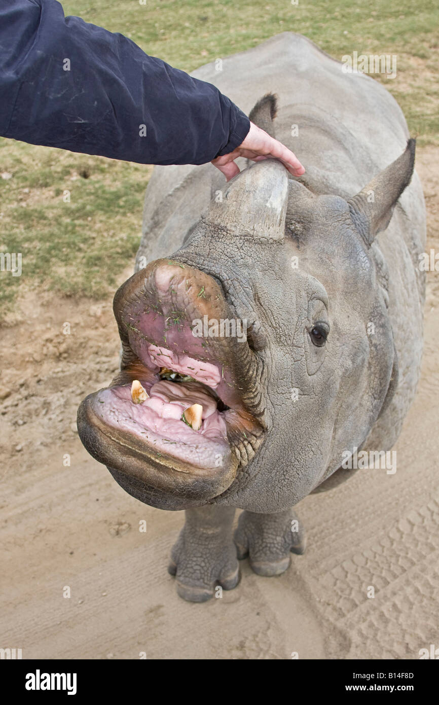 Zoo Hunger Stock Photos & Zoo Hunger Stock Images - Alamy