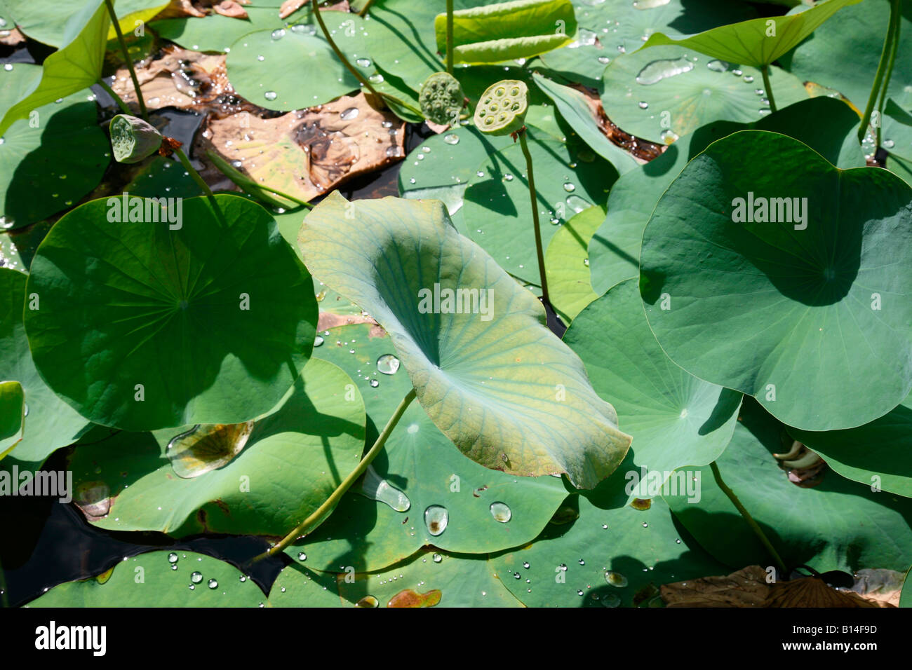 Leaves lotus plants hi-res stock photography and images - Alamy
