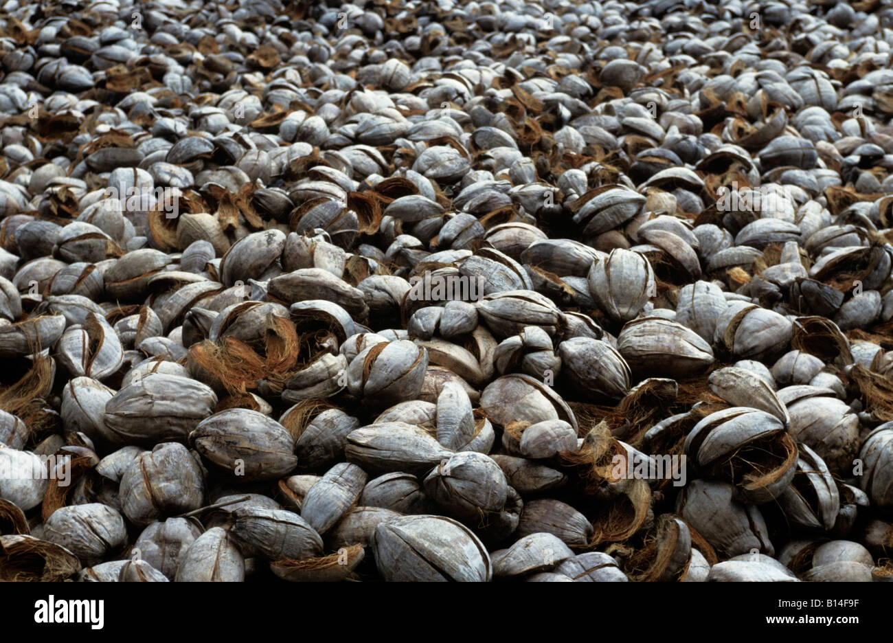 Coconut shells in Sri Lanka used to make fiber for ropes mats, brushes ...