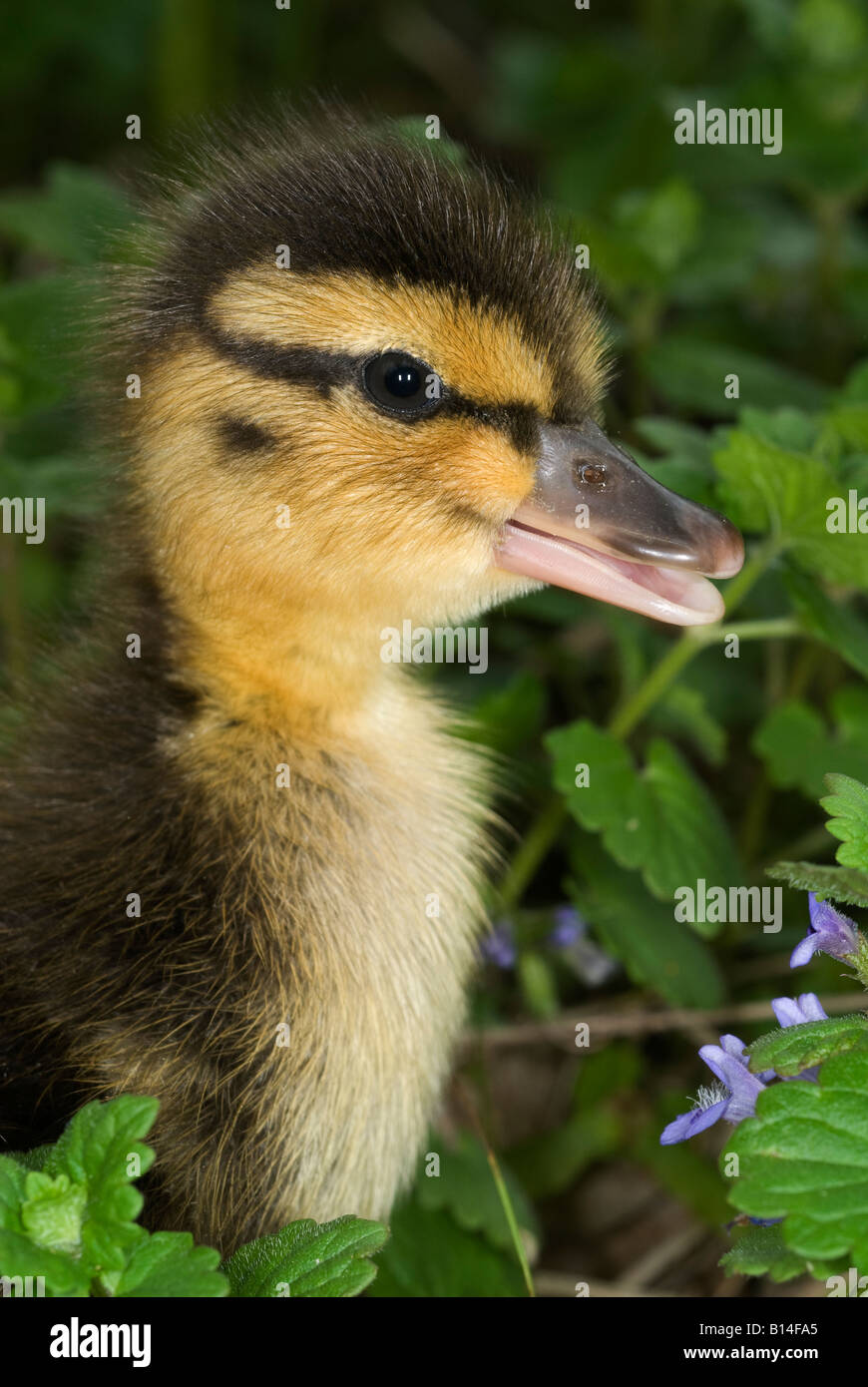 Baby mallard ducklings Stock Photo - Alamy