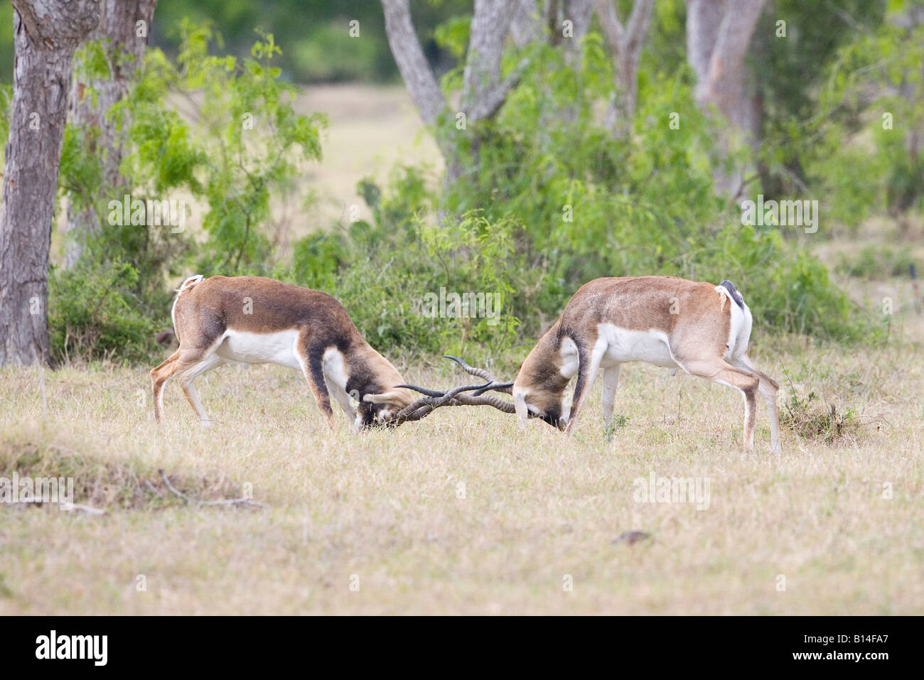 Male bucks hi-res stock photography and images - Alamy