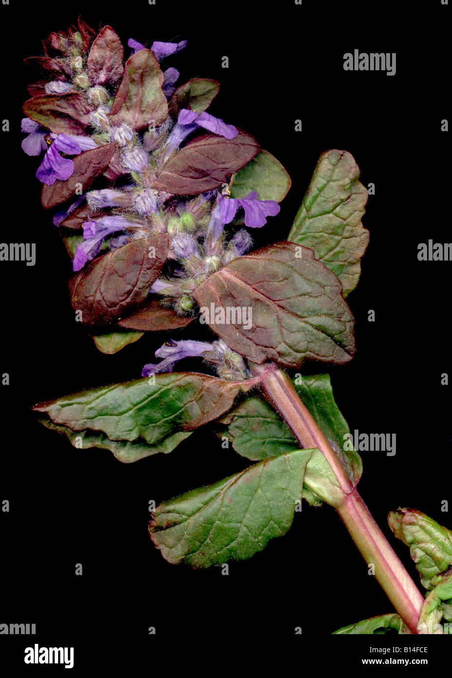 Ajuga or Carpet bugle a flowering plant in the mint family Lamiaceae ...