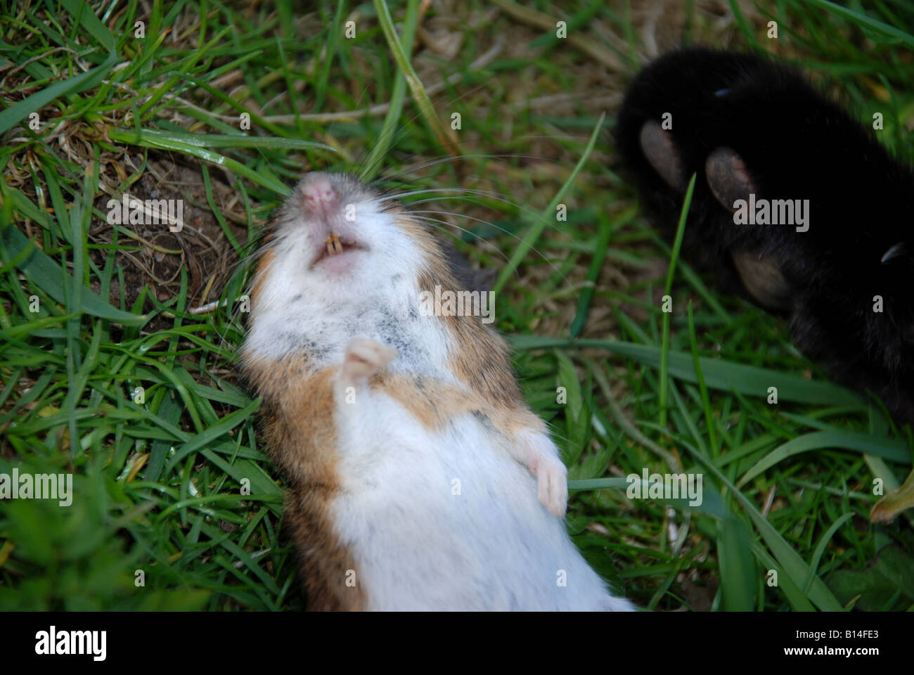 Dead mouse and a cat paw Stock Photo - Alamy