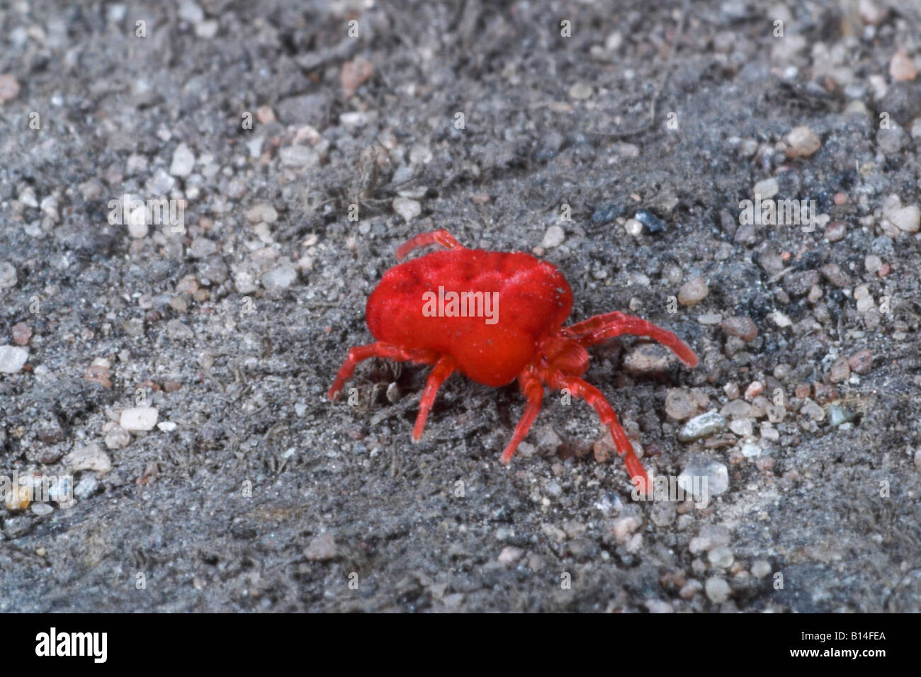 Velvet Mite Trombidium species. West Midlands. UK Stock Photo - Alamy