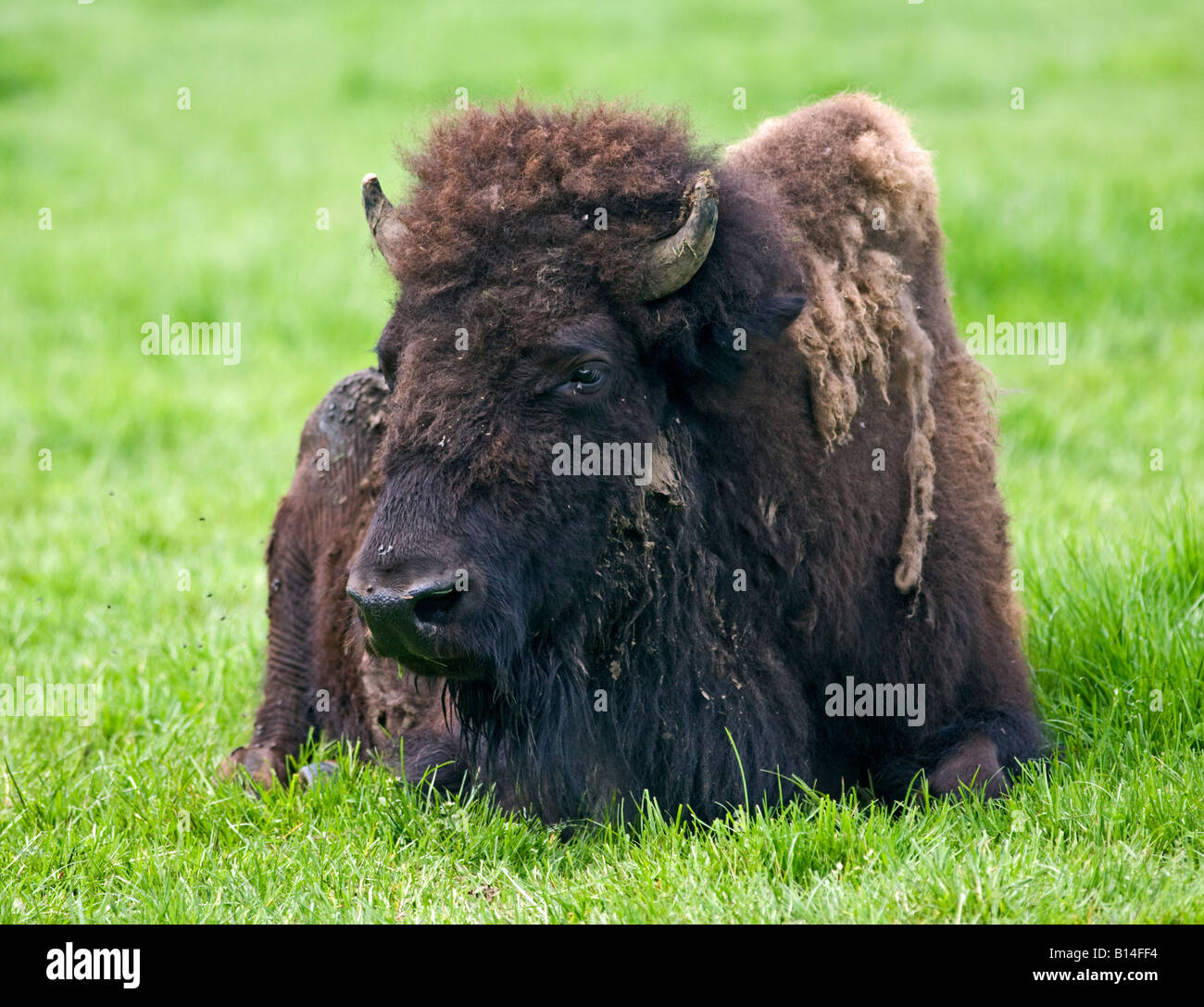 American Buffalo or Bison (bison bison Stock Photo - Alamy