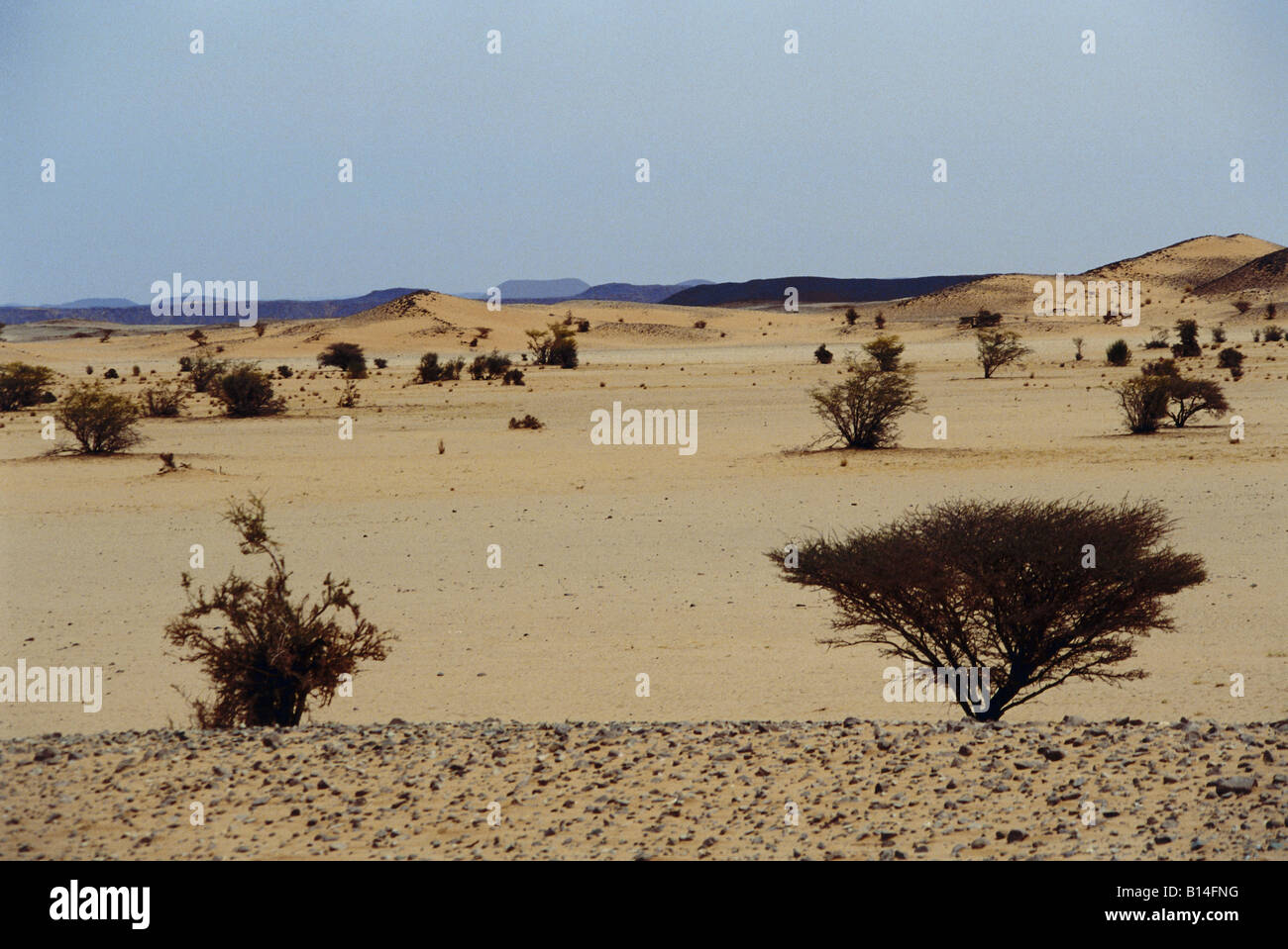 geography / travel, Sudan, landscapes, Bayuda Desert, Wadi with acacia ...