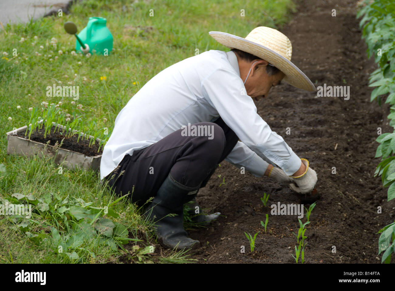 Small scale corn farm hi-res stock photography and images - Alamy